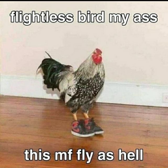 Flightless: bird my ass: this mf fly as hell - iFunny