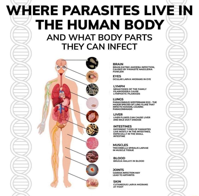 WHERE PARASITES LIVE IN THE HUMAN BODY AND WHAT BODY PARTS THEY CAN ...