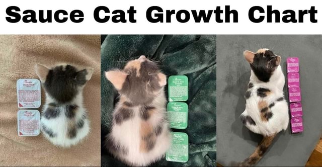 Sauce Cat Growth Chart - iFunny