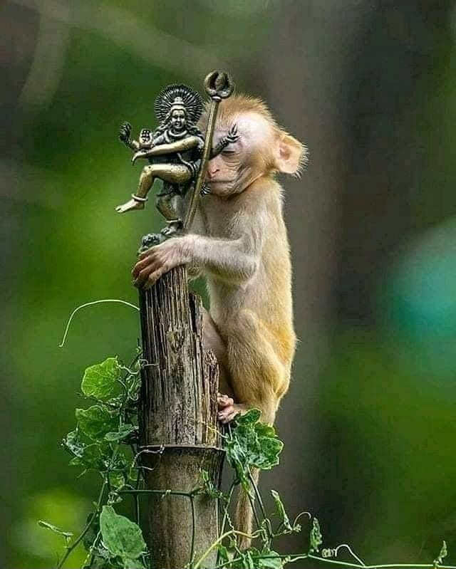 Monkey praying to Lord Shiva - iFunny