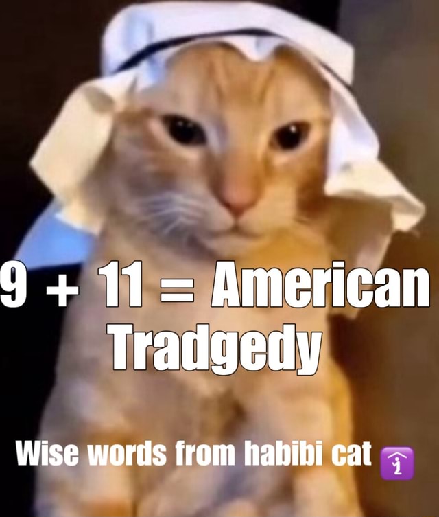 9 + 11 = American Tragedy Wise words from habibi cat ; - iFunny