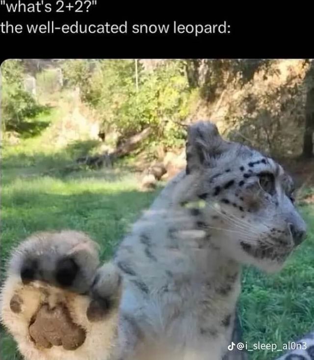 The well-educated snow leopard: - iFunny