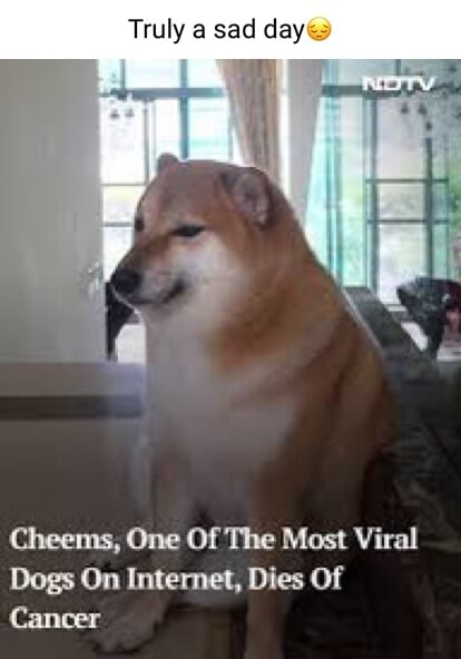 Truly a sad day Cheems, One Of The Most Viral Dogs On Internet, Dies Of ...