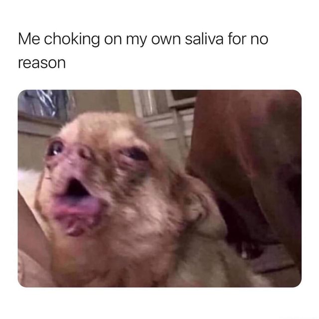 Animal memes to brighten your feed 🙏💫 - Me choking on my own Saliva for ...