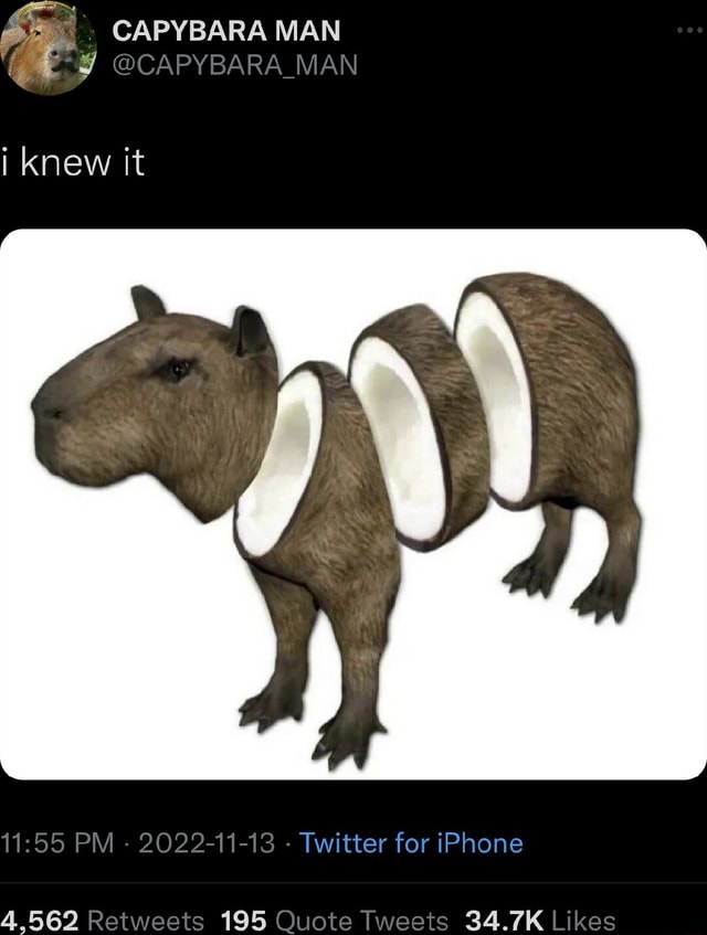 CAPYBARA MAN @CAPYBARA_MAN i knew it PM - 2022-11-13 - Twitter for ...