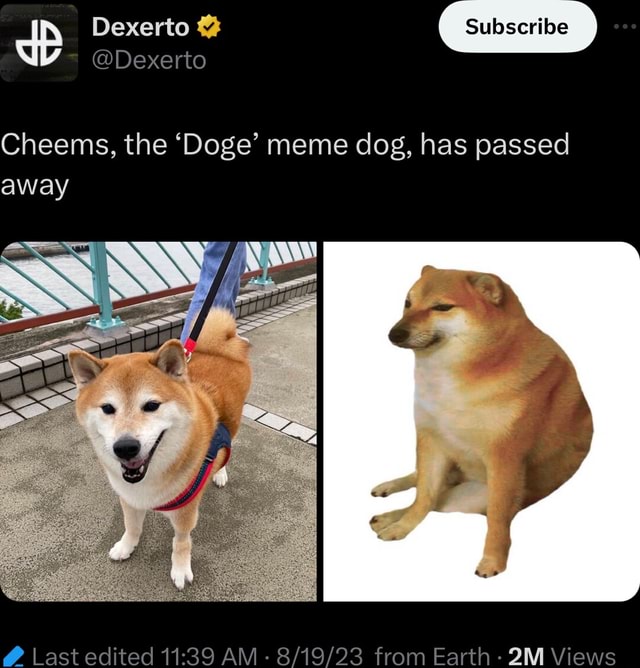 Dexerto Subseribe Cheems, the 'Doge' meme dog, has passed away Last ...
