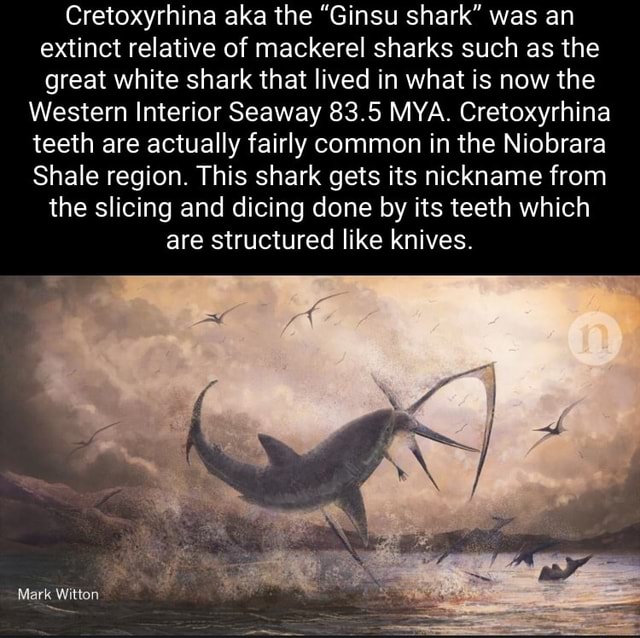 Cretoxyrhina aka the "Ginsu shark" was an extinct relative of mackerel ...