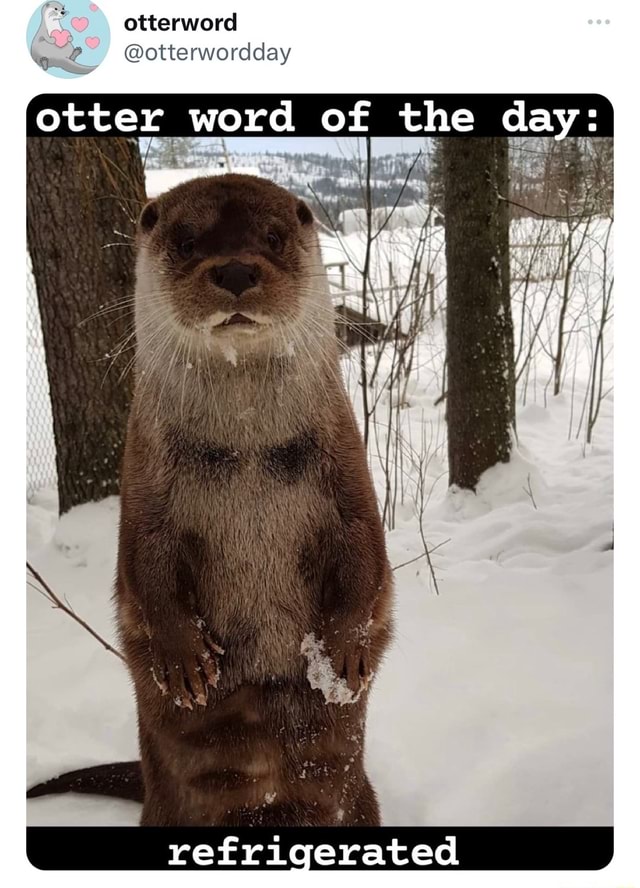 Otterword @otterwordday otter word of the day refrigerated - )