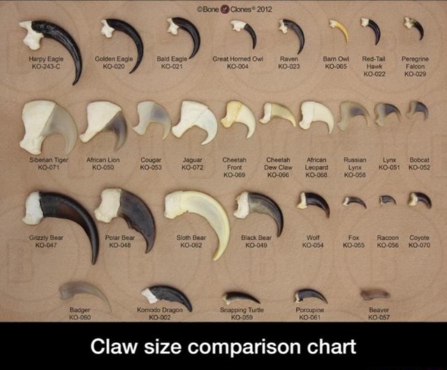 Claw Size Comparison Chart Claw Size Comparison Chart