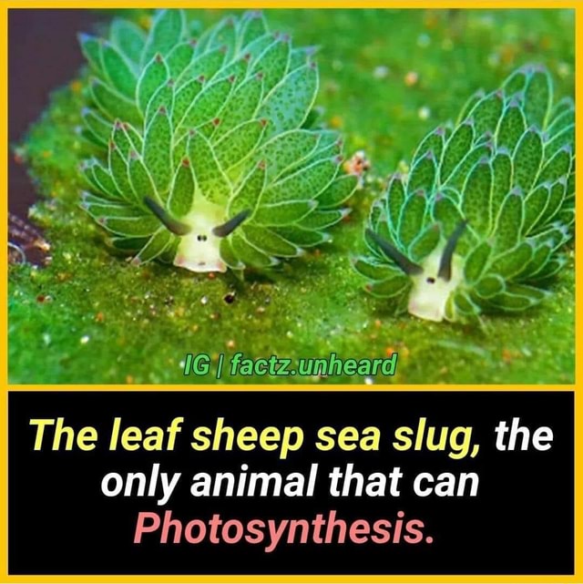WWW The leaf sheep sea slug, the only animal that can Photosynthesis ...