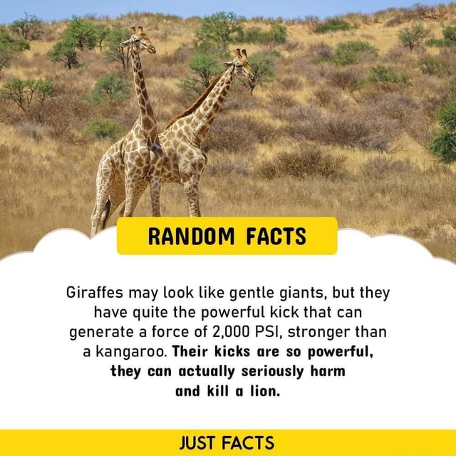 RANDOM FACTS Giraffes may look like gentle giants, but they have quite ...