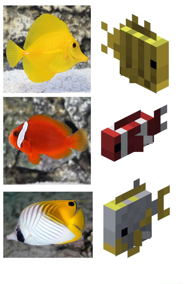 Tropical Minecraft fish and their real-life counterparts - iFunny