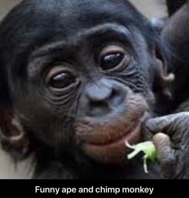 Funny ape and chimp monkey - iFunny