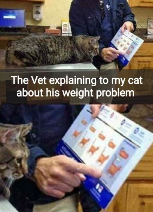 The Vet explaining to my cat about his weight problem - iFunny