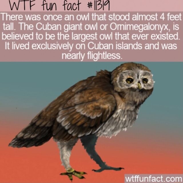 Racr There was once an owl that stood almost feet tall. The Cuban giant ...