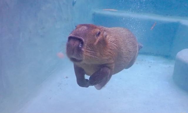 Capybara or nuclear missile? - iFunny Brazil