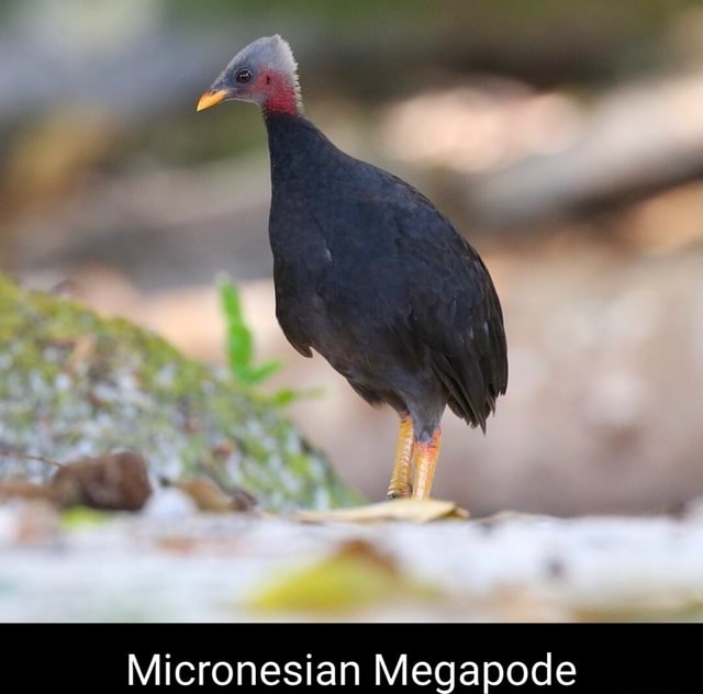 Micronesian Megapode - iFunny