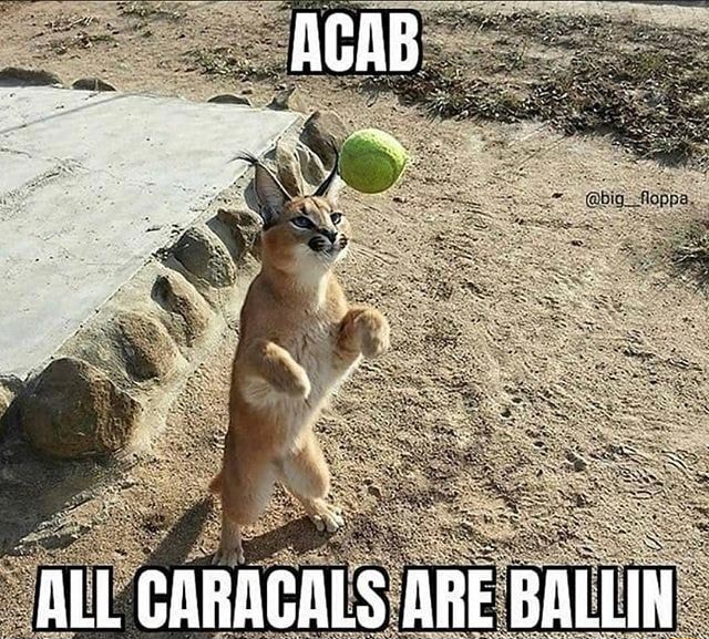 ALL CARACALS ARE BALLIN - iFunny
