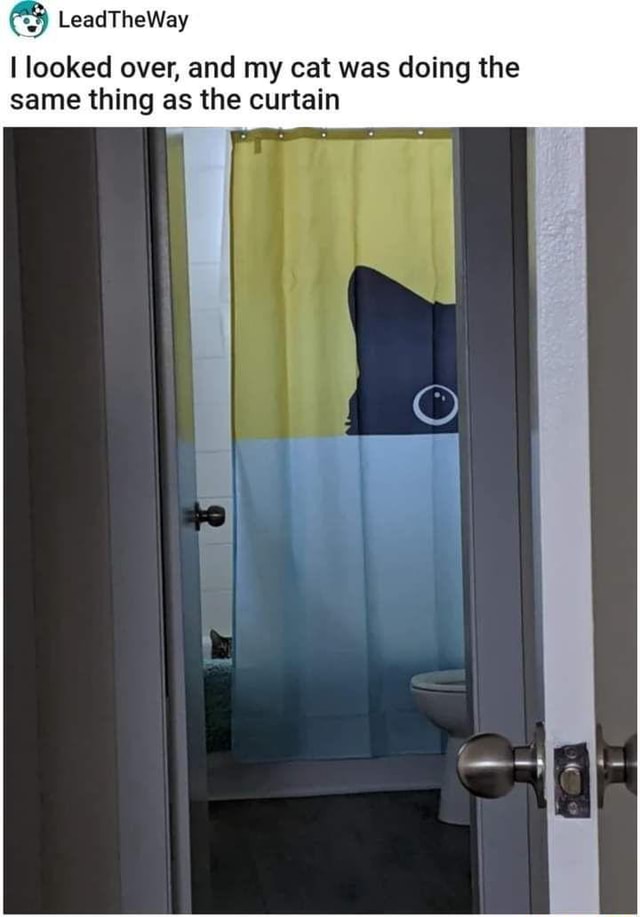 Even more cat memes - I looked over, and my cat was doing the same ...