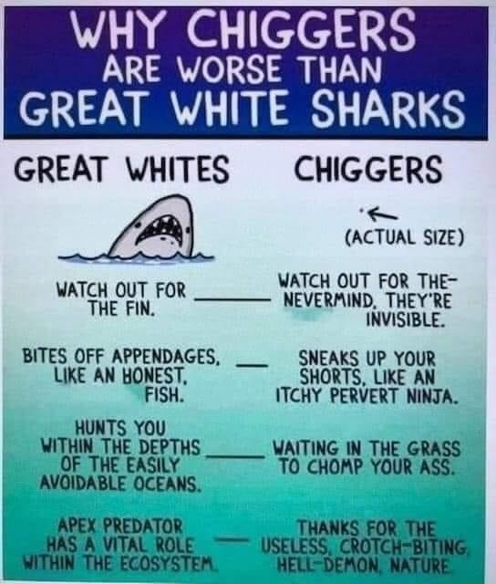 WHY CHIGGERS ARE WORSE THAN GREAT WHITE SHARKS GREAT WHITES CHIGGERS ...