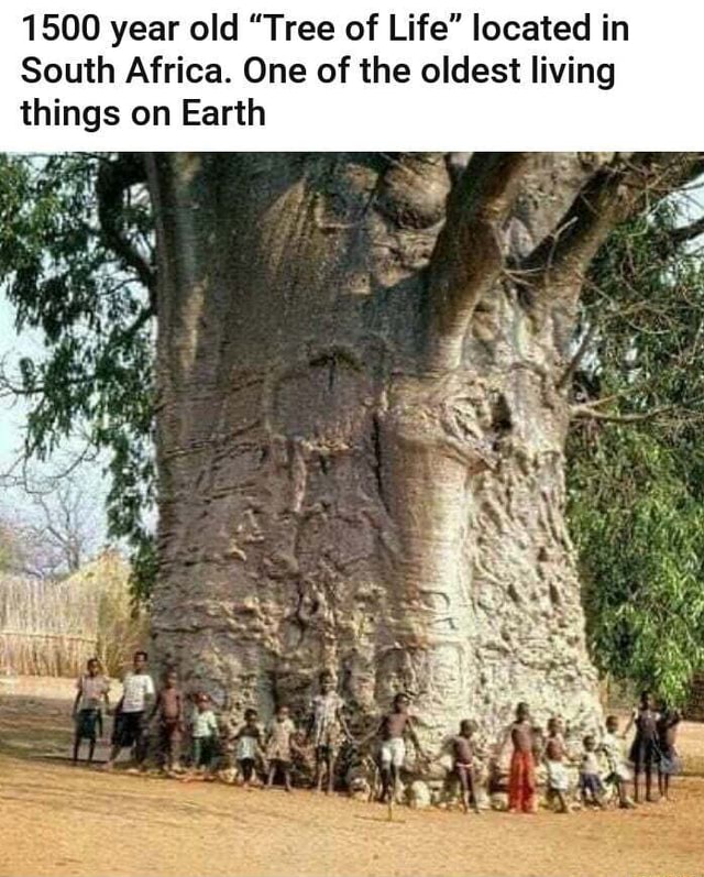 The tree of life. - 1500 year old "Tree of Life" located in South ...