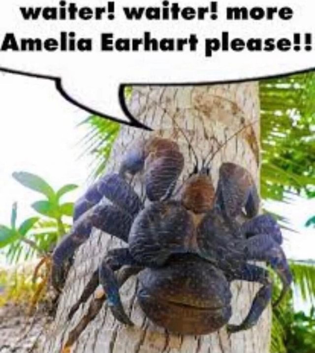 Waiter! waiter! more Amelia Earhart please!! - iFunny