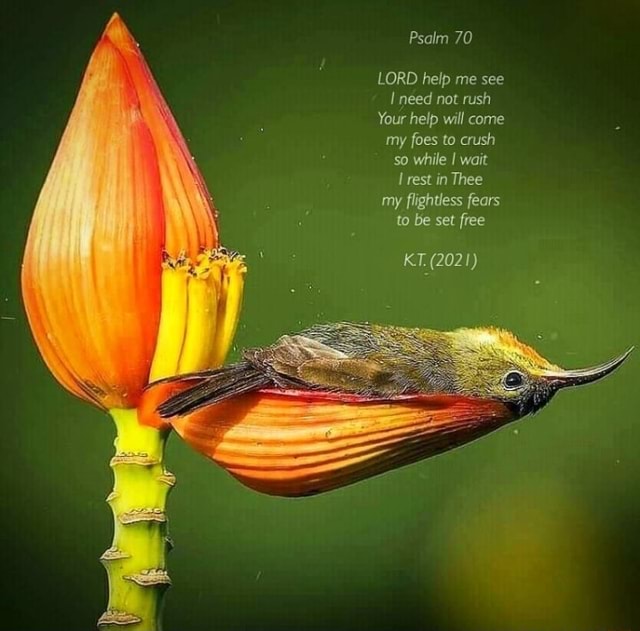 Psalm 70 LORD help me see I need not rush Your help will come my foes ...