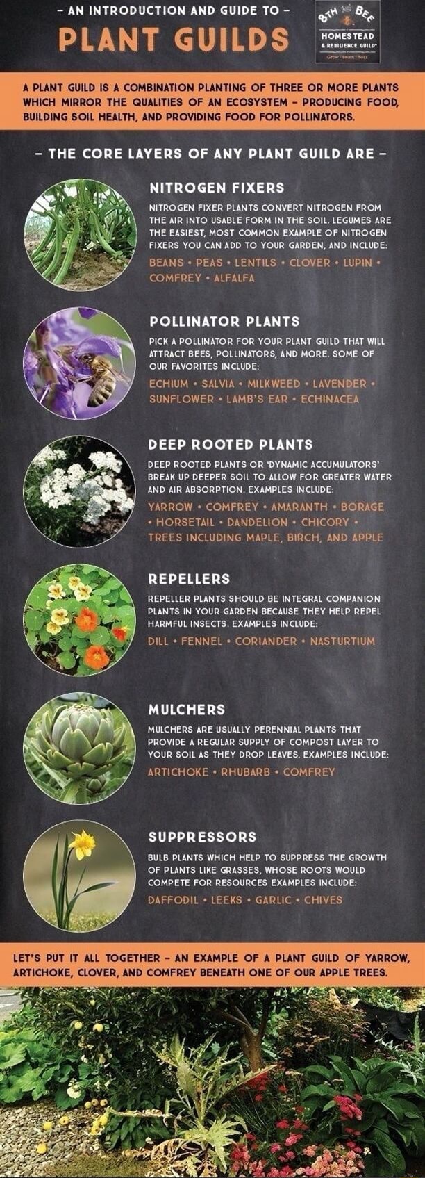 AN INTRODUCTION AND GUIDE TO PLANT GUILDS A PLANT GUILD IS A ...