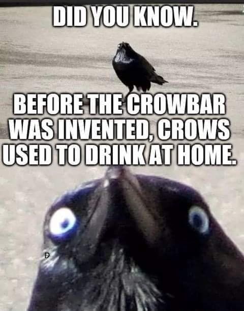 DID YOU KNOW. BEFORE THE CROWBAR WAS INVENTED, CROWS USED T@ DRINK AT ...