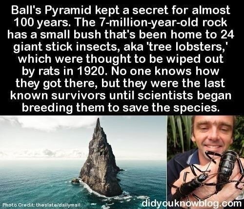 Ball's Pyramid kept a secret for almost 100 years. The 7-million-year ...