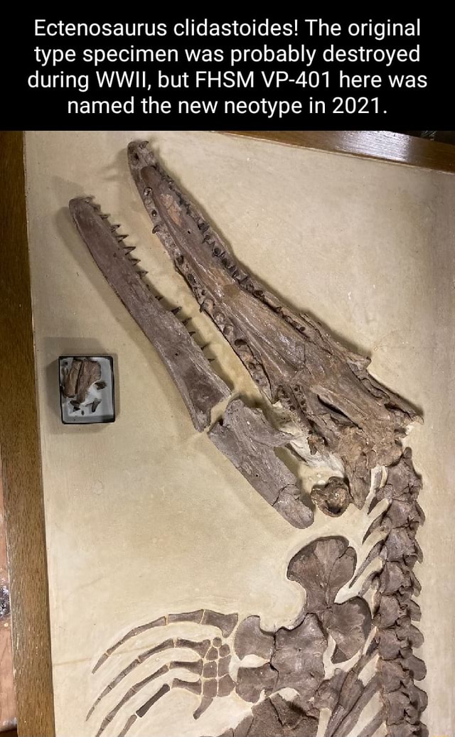Ectenosaurus clidastoides! The original type specimen was probably ...