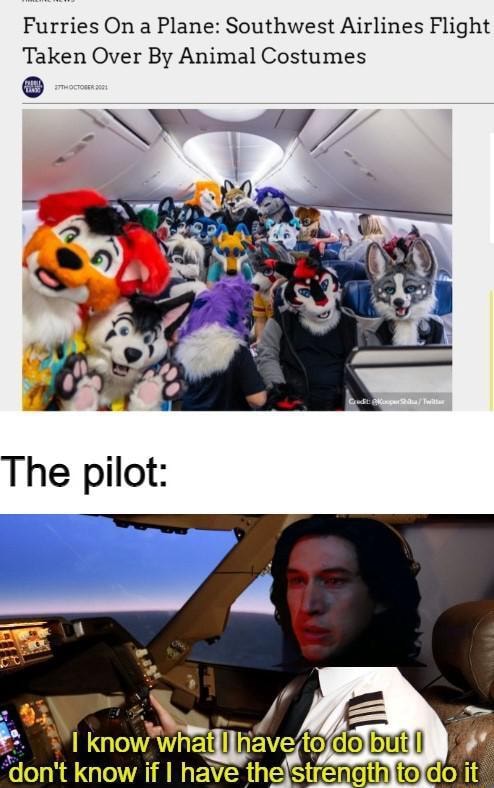 Furries On a Plane: Southwest Airlines Flight Taken Over By Animal ...