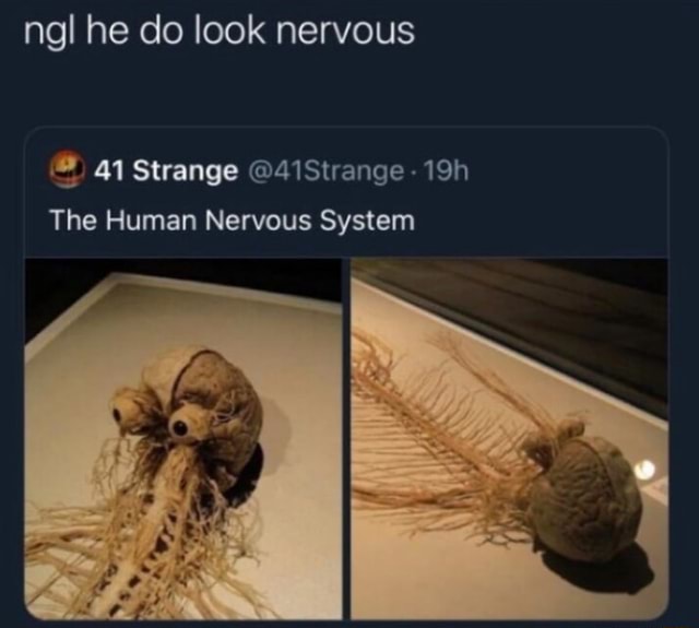 Ngl he do look nervous 41 Strange @41Strange The Human Nervous System ...
