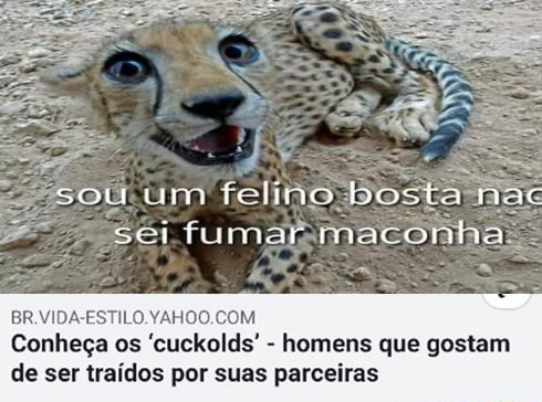 Sou um felino bosta mac sei fumar maconha., Conheça BR.VID. os uckolds ...