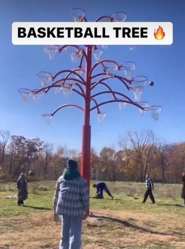 BASKETBALL TREE IN - iFunny