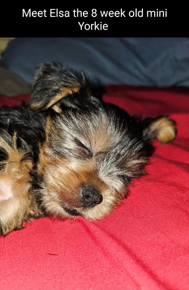 Meet Elsa the 8 week old mini Yorkie - iFunny