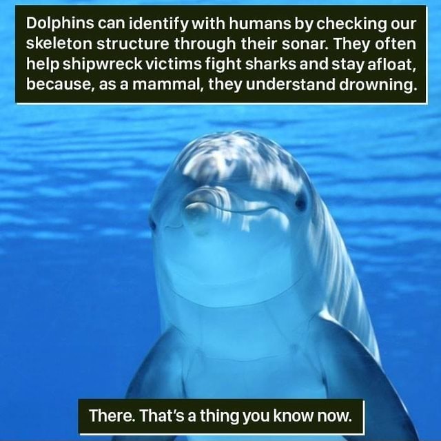 Dolphins can identify with humans by checking our skeleton structure ...
