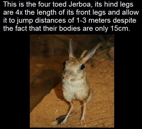 This is the four toed Jerboa, its hind legs are the length of its front ...