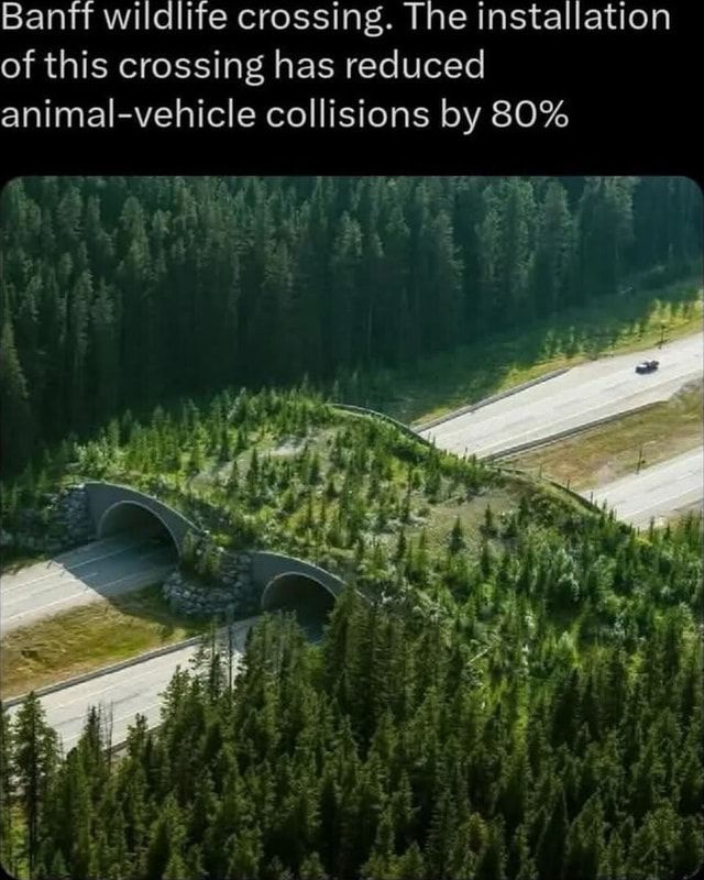 Banff wildlife crossing. The installation of this crossing has reduced ...
