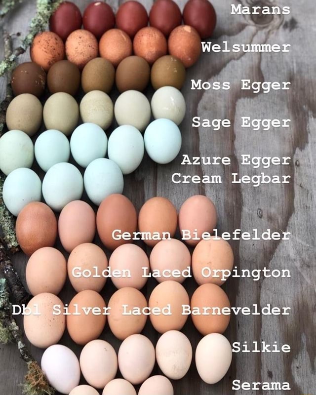 Marans Welsummer Moss Egger Sage Egger A E cream Legbar German ...