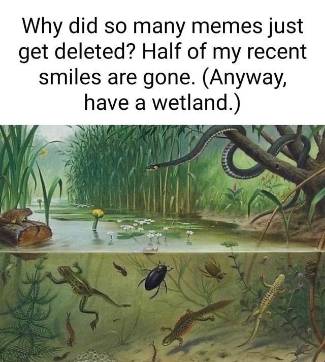 Why did so many memes just get deleted? Half of my recent smiles are ...