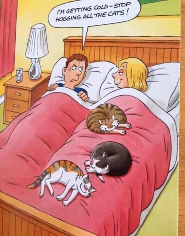 ALL THE CATS ff HOGGING - iFunny
