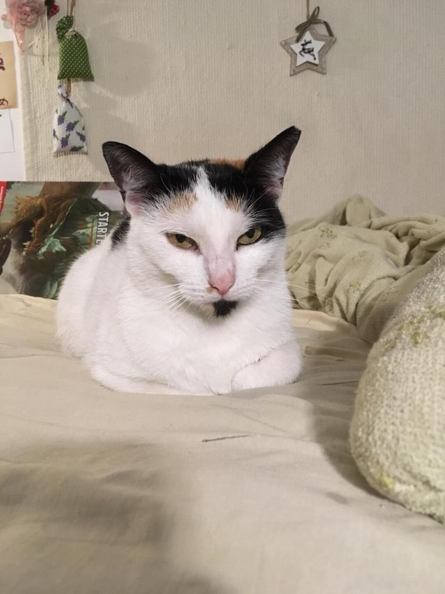 Attila the hun reincarnated as my cat - iFunny