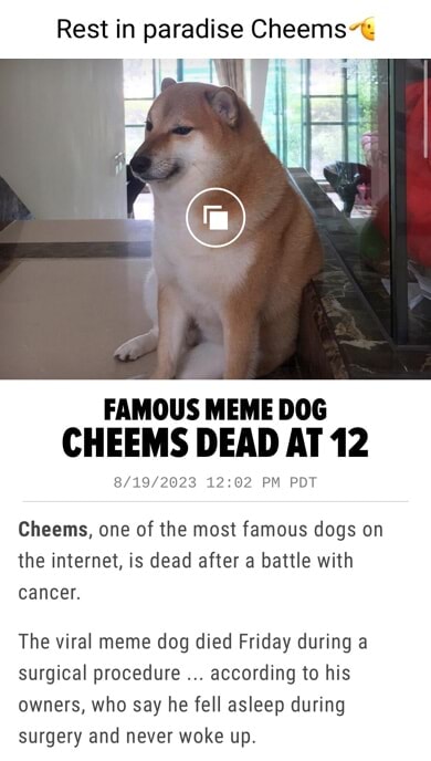 Rest in paradise FAMOUS MEME DOG CHEEMS DEAD AT 12 PM PDT Cheems, one ...