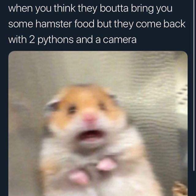 When you think they boutta bring you some hamster food but they come ...