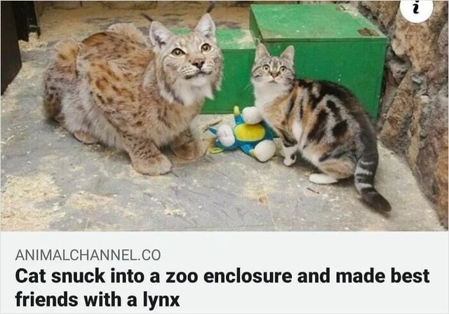 ANIMAL CHANNEL CO Cat snuck into a zoo enclosure and made best friends ...