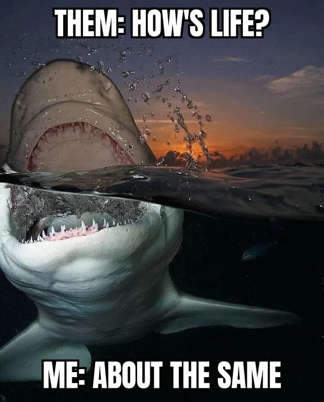 THEM: HOW'S LIFE? ME: ABOUT THE SAME - iFunny