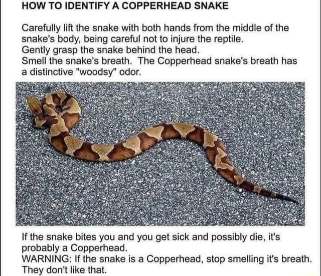 HOW TO IDENTIFY A COPPERHEAD SNAKE Carefully lift the snake with both ...