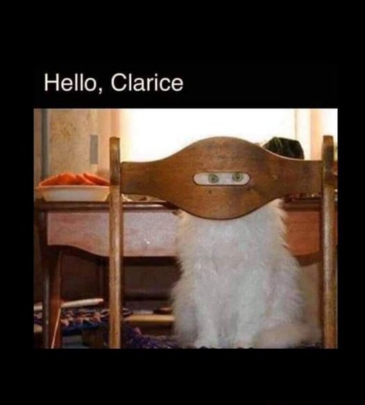 Hello, Clarice - America’s best pics and videos