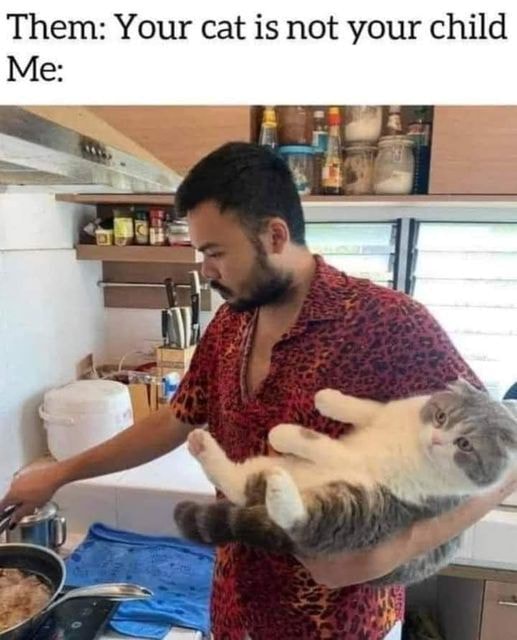 Them: Your cat is not your child Me: - America’s best pics and videos